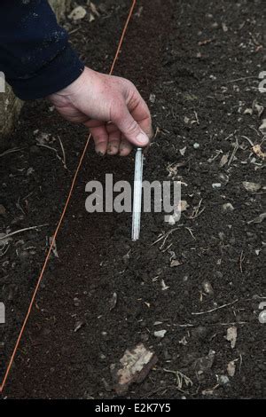 Planting Pregerminated Parsnip Seeds Step Select Germinated Seeds For Planting Using Tweezers