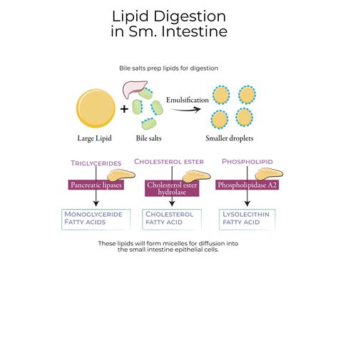Physiology Glossary Digestion In The Small Intestine Ditki Medical