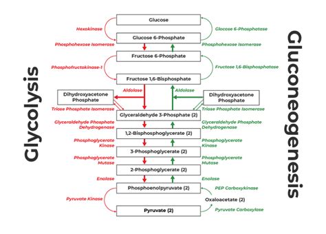 Gluconeogenesis Pathway Significance And Regulation Geeksforgeeks