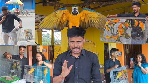 Subscriber Happy 😊 How To Delivery A Parrot Breading Pair Of Sun