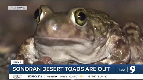 Sonoran Desert Toads Are Out