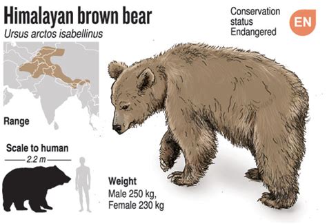 Rare Species Himalayan Brown Bear Pakistan Prioritizes Conservation Of