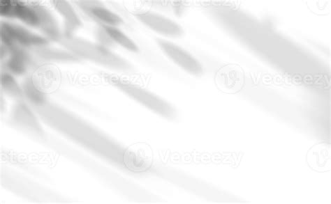 Leaves Shadow Branches Tree Leaf Overlay With Sunbeams 23390141 PNG
