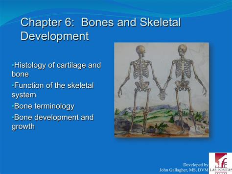 pdf chapter 6 bones and skeletal developmentlpc1 lpc