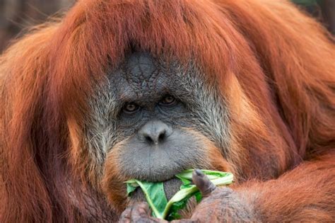 Orangutan Kisses And Squeaks Reveal Evolution Of Human Language Metro