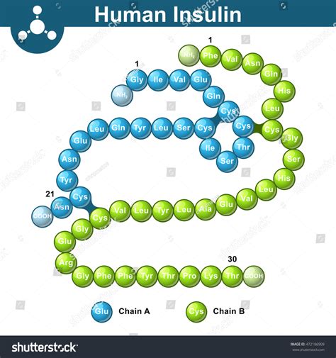 Human Insulin Hormone Molecule Two Peptide Stock Illustration 472186909