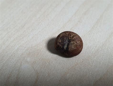 에 나오는 바오밥나무를 집에서 키운다고요