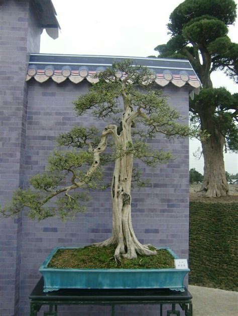Tổng hợp các dáng cây văn nhân đẹp YeuBonsai vn