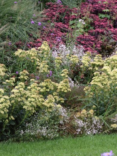 Sedum Sunkissed Vetkruid De Tuinen Van Appeltern