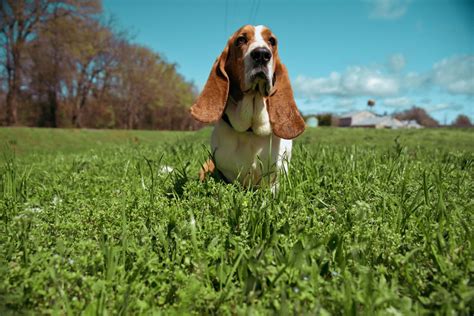 10 Dog Breeds With The Most Unique Bark Sounds