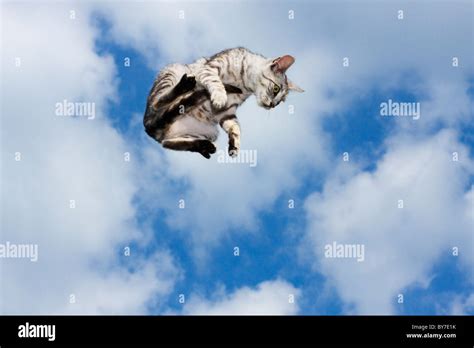 Fliegende Katze Fotos Und Bildmaterial In Hoher Auflösung Alamy