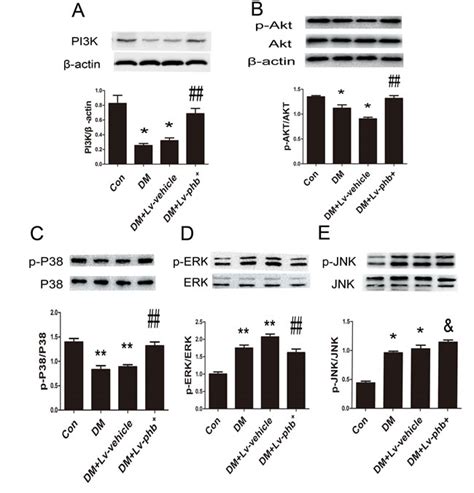 Prohibitin Overexpression Improves Myocardial Function In Diabetic