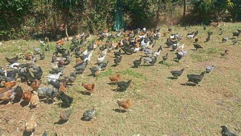 Engoho Kuku Farmer On Linkedin Importance Of Domestic Birds