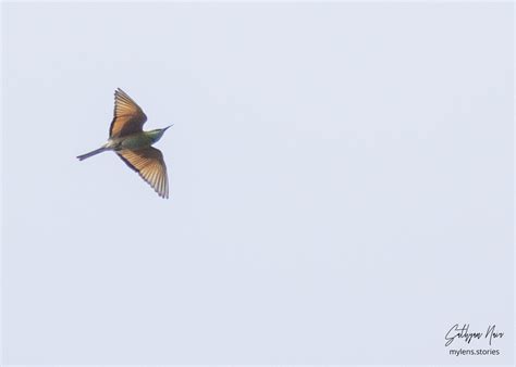 Asian Green Bee Eater From 4xr6 Gvg Bird Watching Sanctuary Mulund