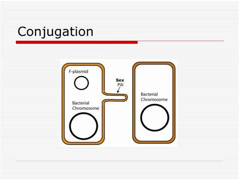 Bacterial Genetics Lec No 5 Ppt Download