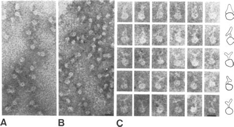 U4 U6 Snrnps Negatively Stained With Uranyl Formate A And B General