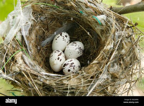 Western Kingbird Nest