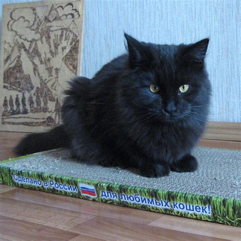 Веганский корм для кошек и собак