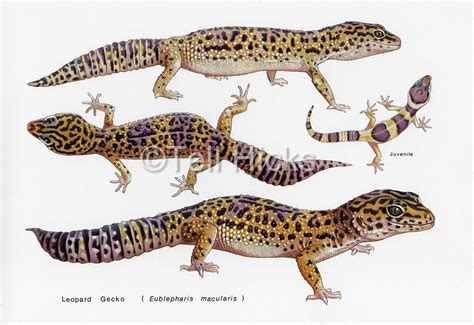 Leopard Gecko Tell Hicks