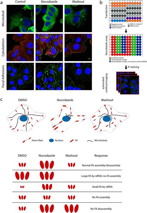 A Nocodazole Based Microtubule Depletion Assay To Study Focal Adhesion
