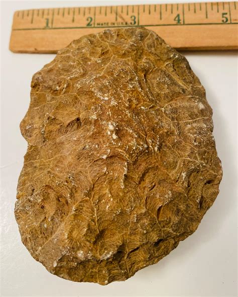 Bid Now Coral Head Polished Fossilized Specimen December 3 0122 6