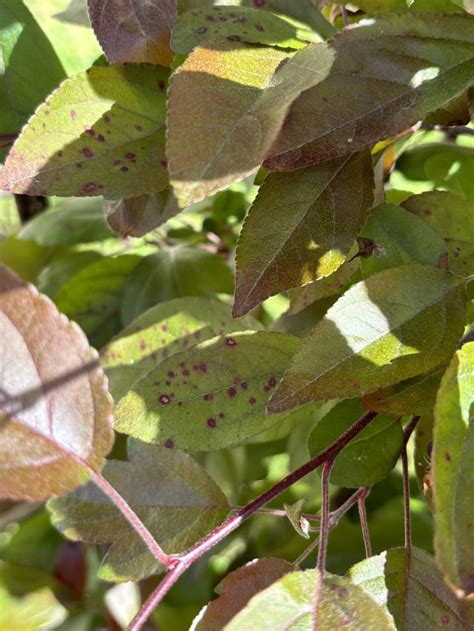 Cedar Apple Rust R Arboriculture