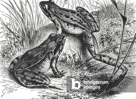 Image Of Engraving Depicting Agile Frogs