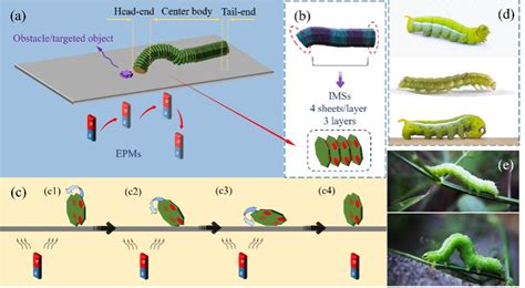 A Worm Inspired Robot 1 Physics And Nano