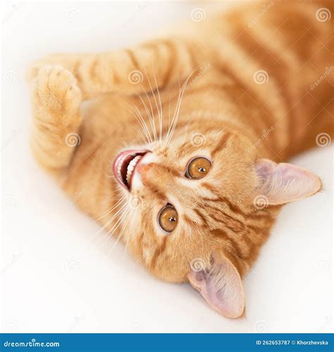Funny Young Ginger Cat With Human Smile Looking At Camera And Happy