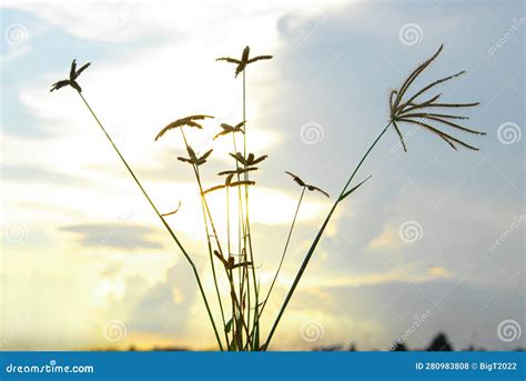 Cynodon Dactylon Commonly Known As Bermuda Grass Medicinal Herbs
