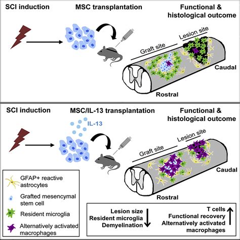 Cell Based Delivery Of Interleukin 13 Directs Alternative Activation Of