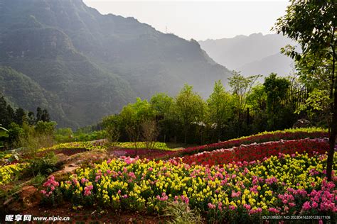 花坪摄影图 花草 生物世界 摄影图库 昵图网