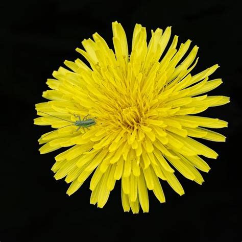 Dandelion Bugs Macro And Still Life Photography Dprevived