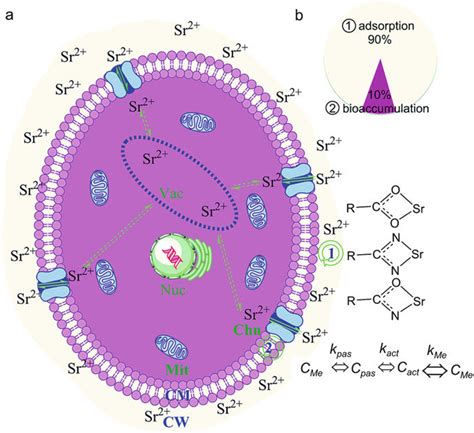 Interface Interactions For Saccharomyces Cerevisiae Cell Biosorption Of Download Scientific