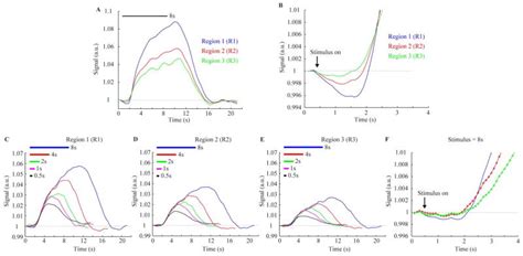 Cortical Depth Dependence Of The BOLD Initial Dip And Poststimulus Undershoot In Human Visual