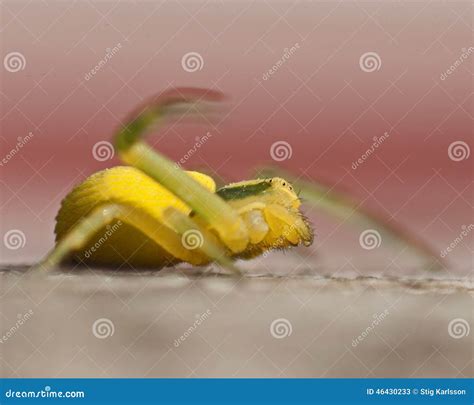 Flower Crab Spider Thomisidae Misumena Vatia Stock Image Image Of