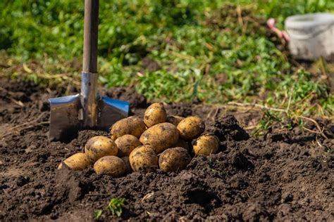 Agriculture Farming Crop