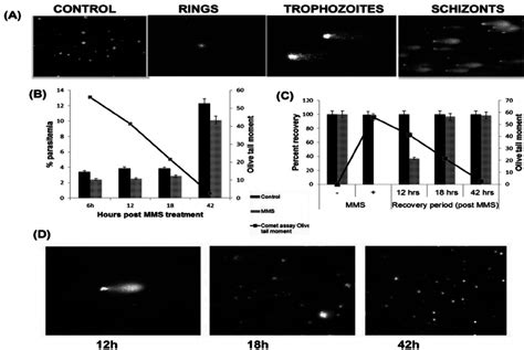 Evidence For Dna Damage And Dna Repair A Comet Assay Visualization