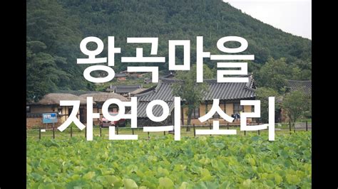 강원 고성 왕곡마을 한적한 시골 자연의 소리 Youtube