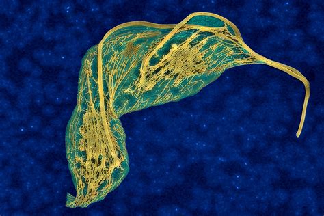 Phylum Pyrrophyta