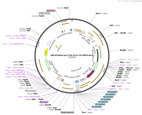 Addgene Phr Ef1alpha Puro T2a Tet On 3g Tre3g Ascl1
