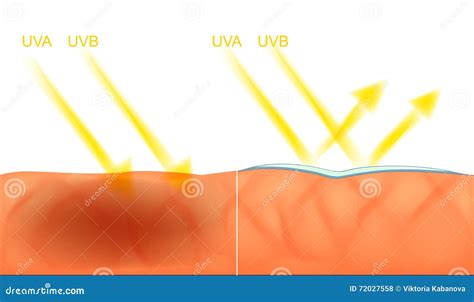 Protection And Penetrate Uv Rays From Sun Into Epidermis Of Skin Cross