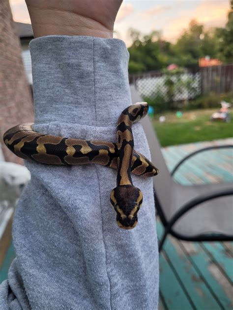 Please Help Me Identify My Ball Python Morph Ball Pythons