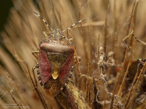 Hairy Sheild Bug By Running Man Ephotozine