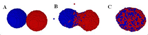 Time Evolution Of Two Fusing Cellular Spheroidal Aggregates In A Kmc