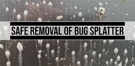 Safe Removal Of Bug Splatter Ask A Pro Blog