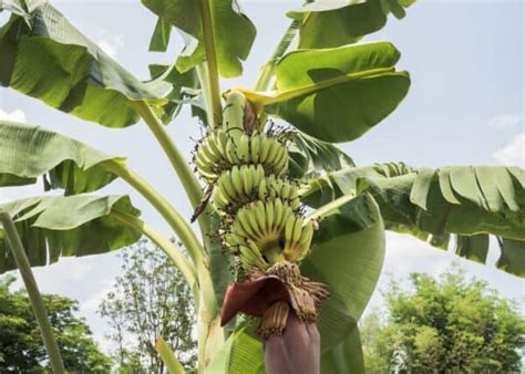 How Do Banana Trees Grow 🍌 🌱 The Journey From Sprout To Fruit Cluster