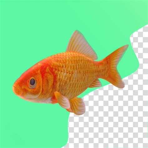 투명 배경에 금붕어 프리미엄 Psd 파일