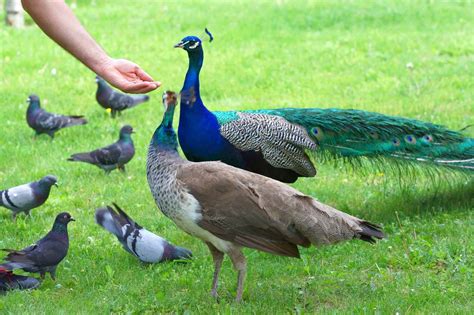 Are Peacocks Aggressive Do They Attack Humans