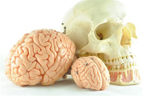 Scientists Just Found The Secret Difference Between Human And Primate Brains Lifeboat News